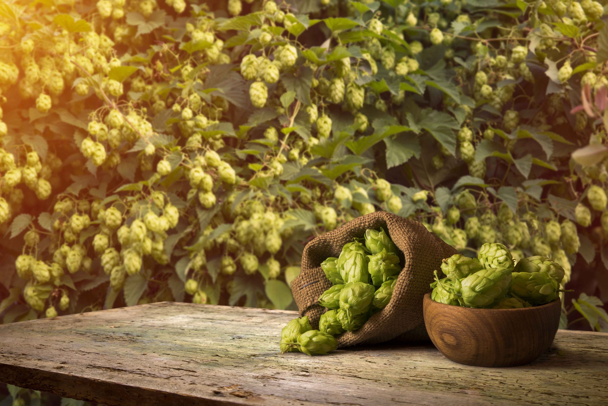 Growing your own hops, what is food grade gas, fast fermentation ...